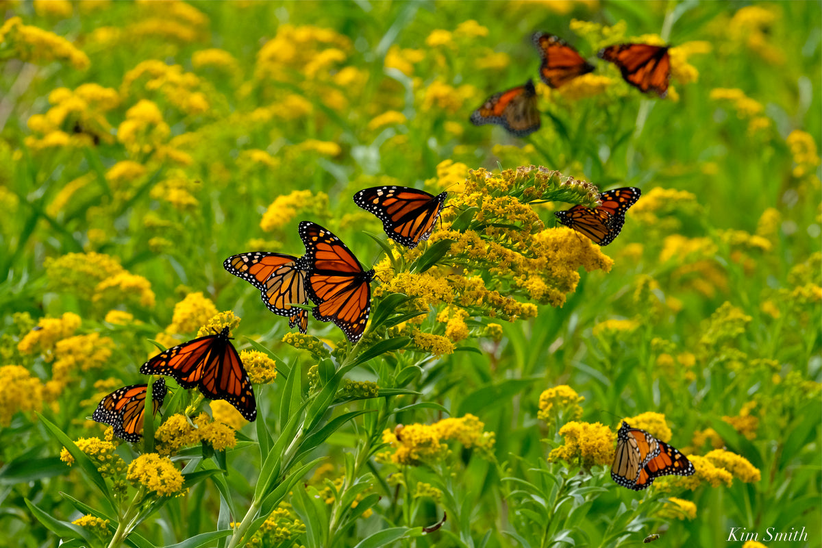The Fall Migration of Monarch Butterflies – BloomBox