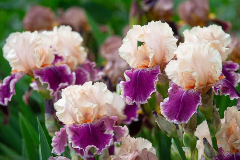 German Irises – BloomBox