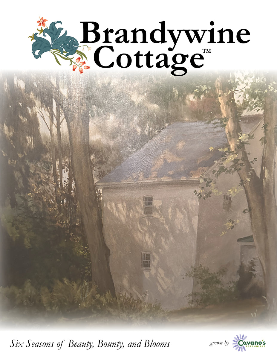 The Brandywine Cottage Collection – BloomBox