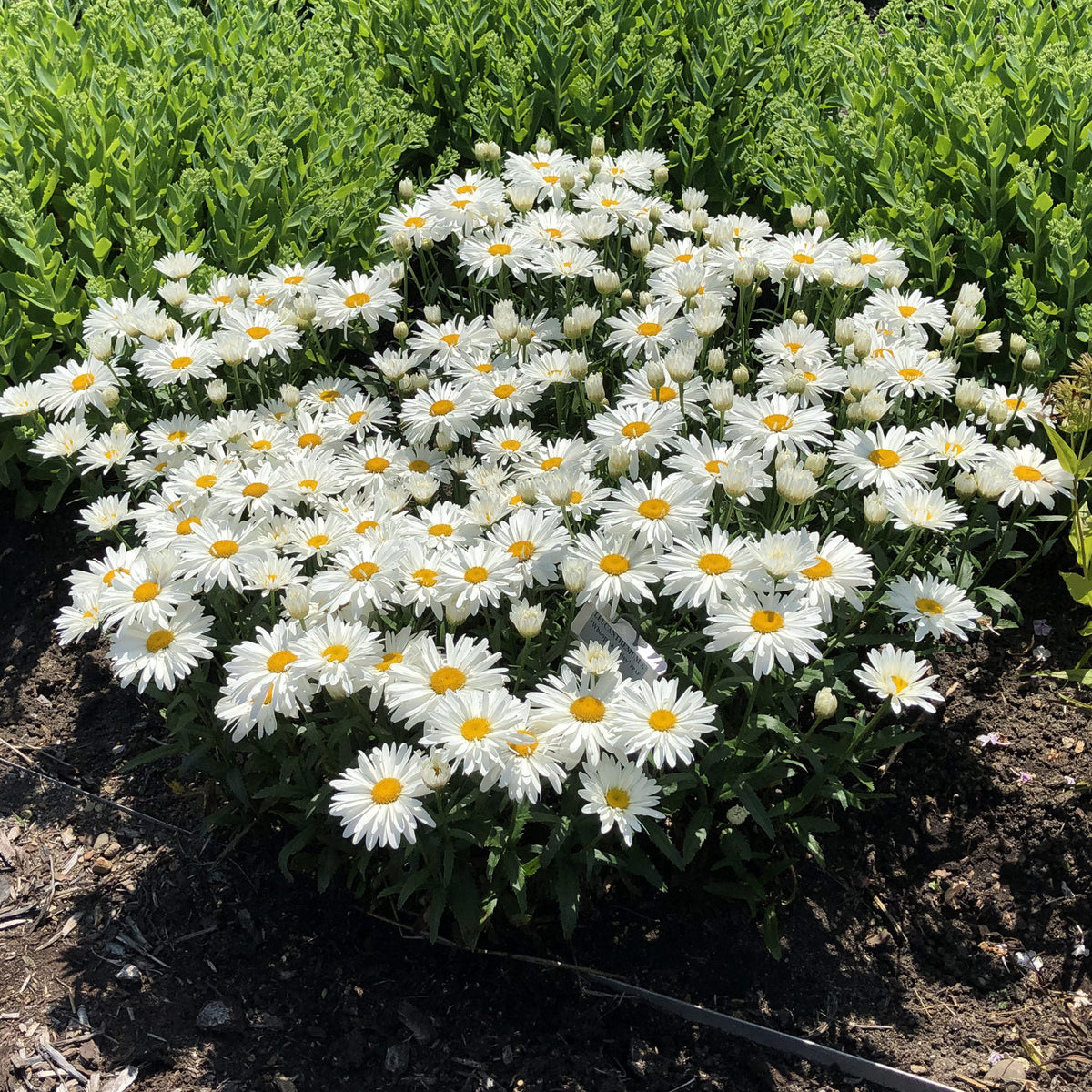 Leucanthemum 'Whoops-a-Daisy' – BloomBox