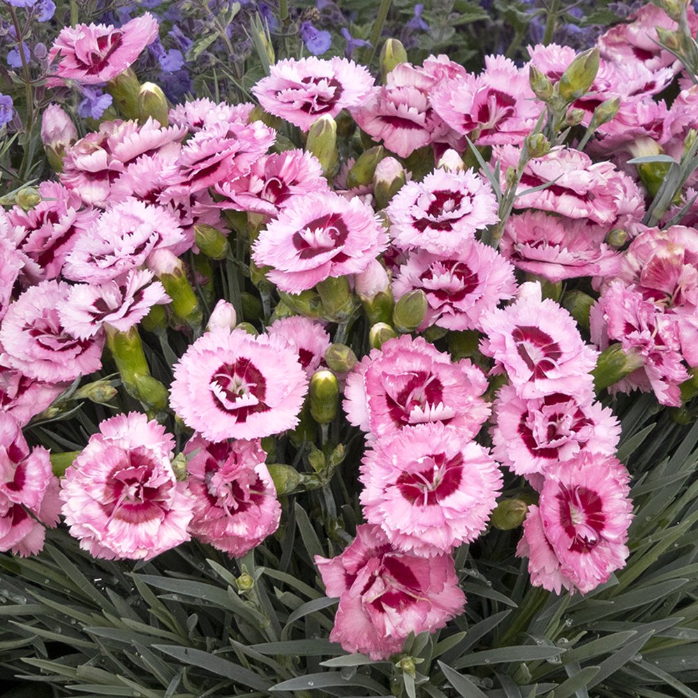 dianthus raspberry magic