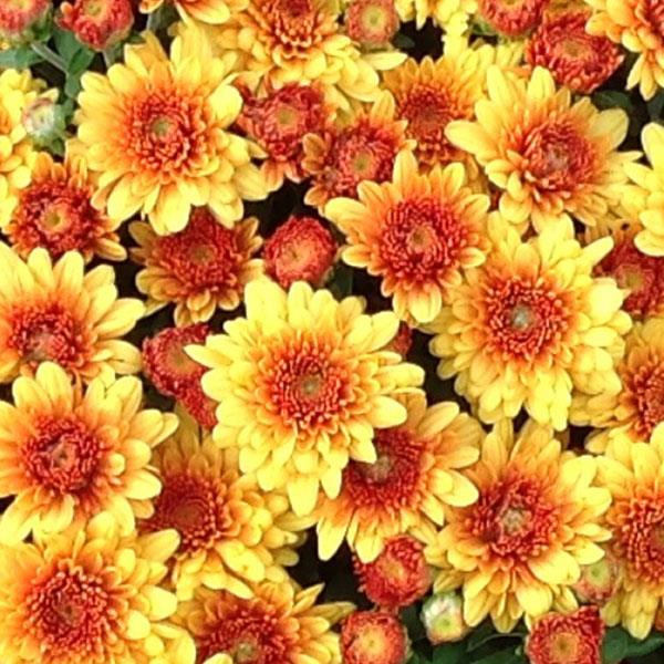 Fall Mums: A Guide to Planting & Keeping Them Alive – BloomBox