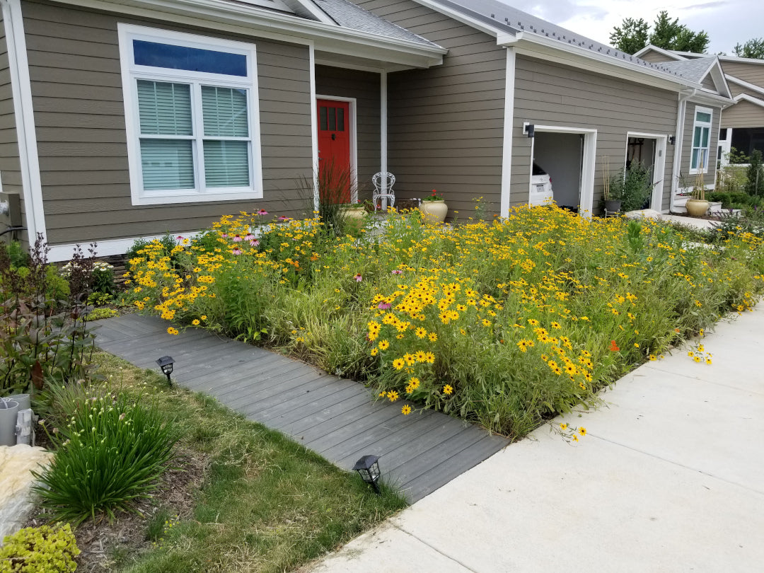 Transforming your lawn into a Native Plant Garden – BloomBox