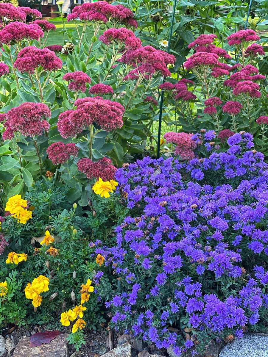 Embracing the Beauty of Autumn: Why Fall is the Perfect Time to Plant ...