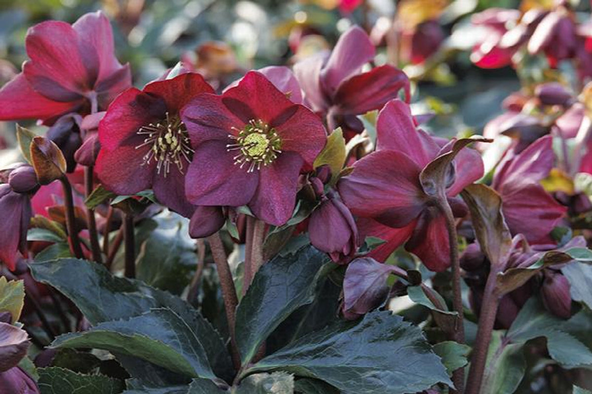 Hellebores – BloomBox