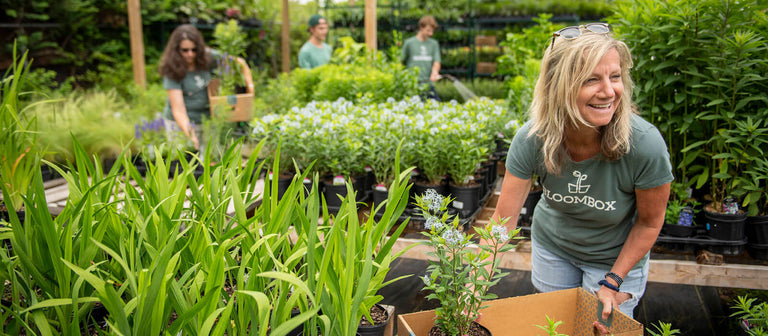 Perennials – Tagged "Light Requirements|Full Sun"– Page 5 – BloomBox