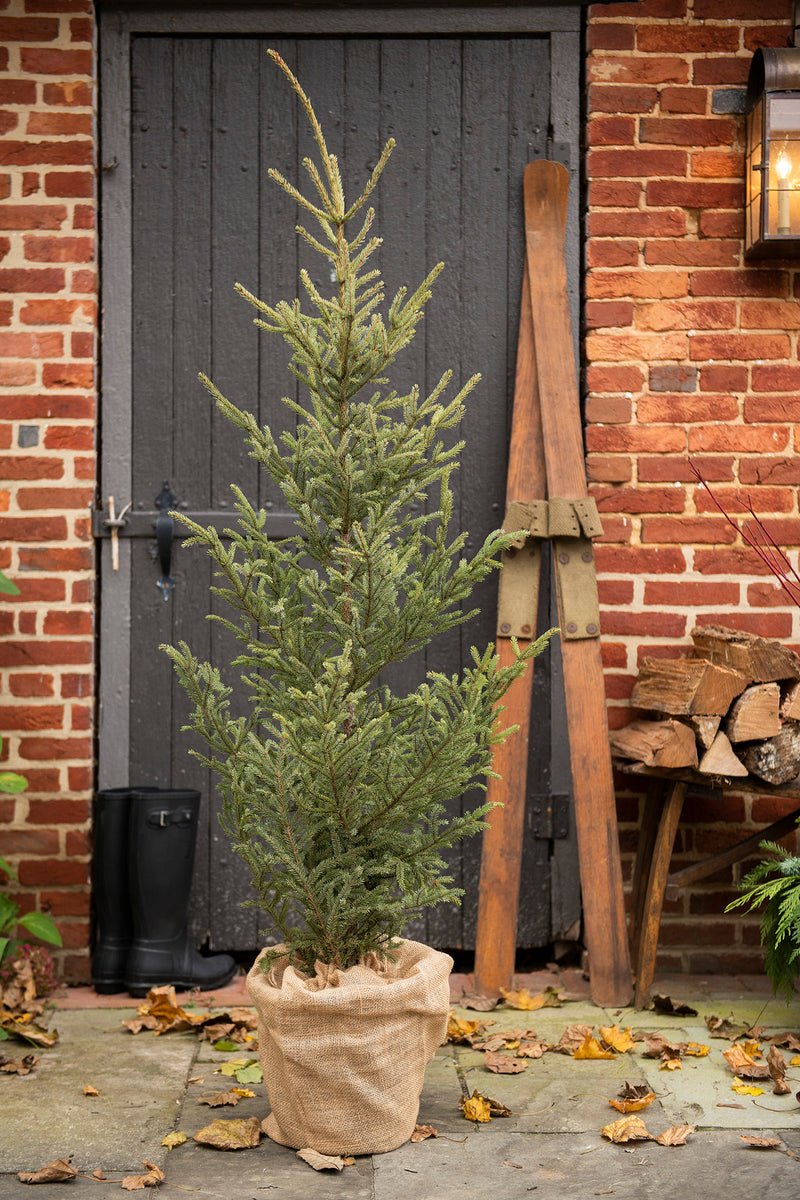 Christmas Trees – BloomBox