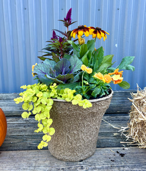 Planted Containers – BloomBox