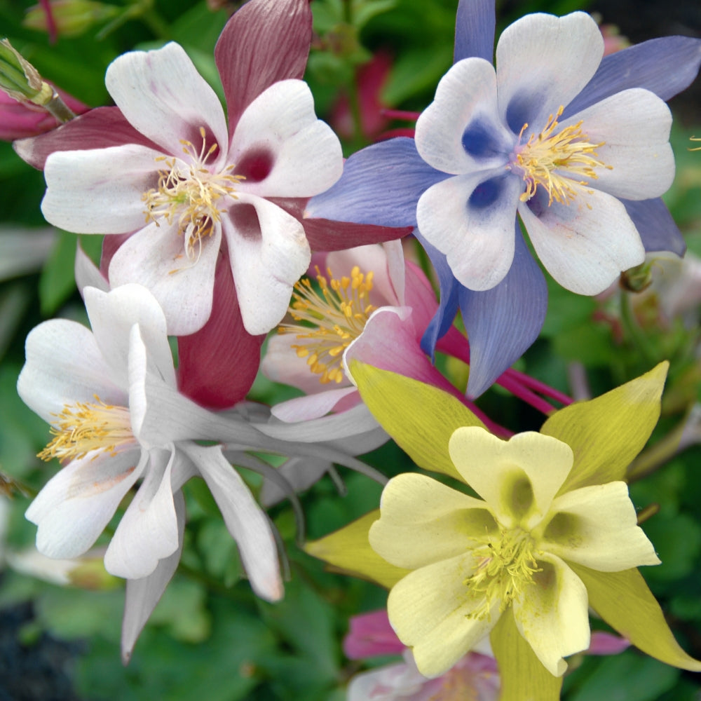 Perennials – BloomBox