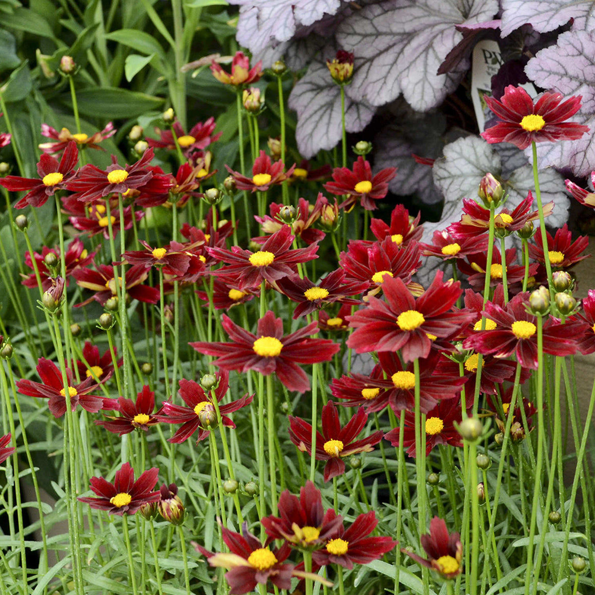 Coreopsis Li'l Bang™ 'Red Elf' – BloomBox