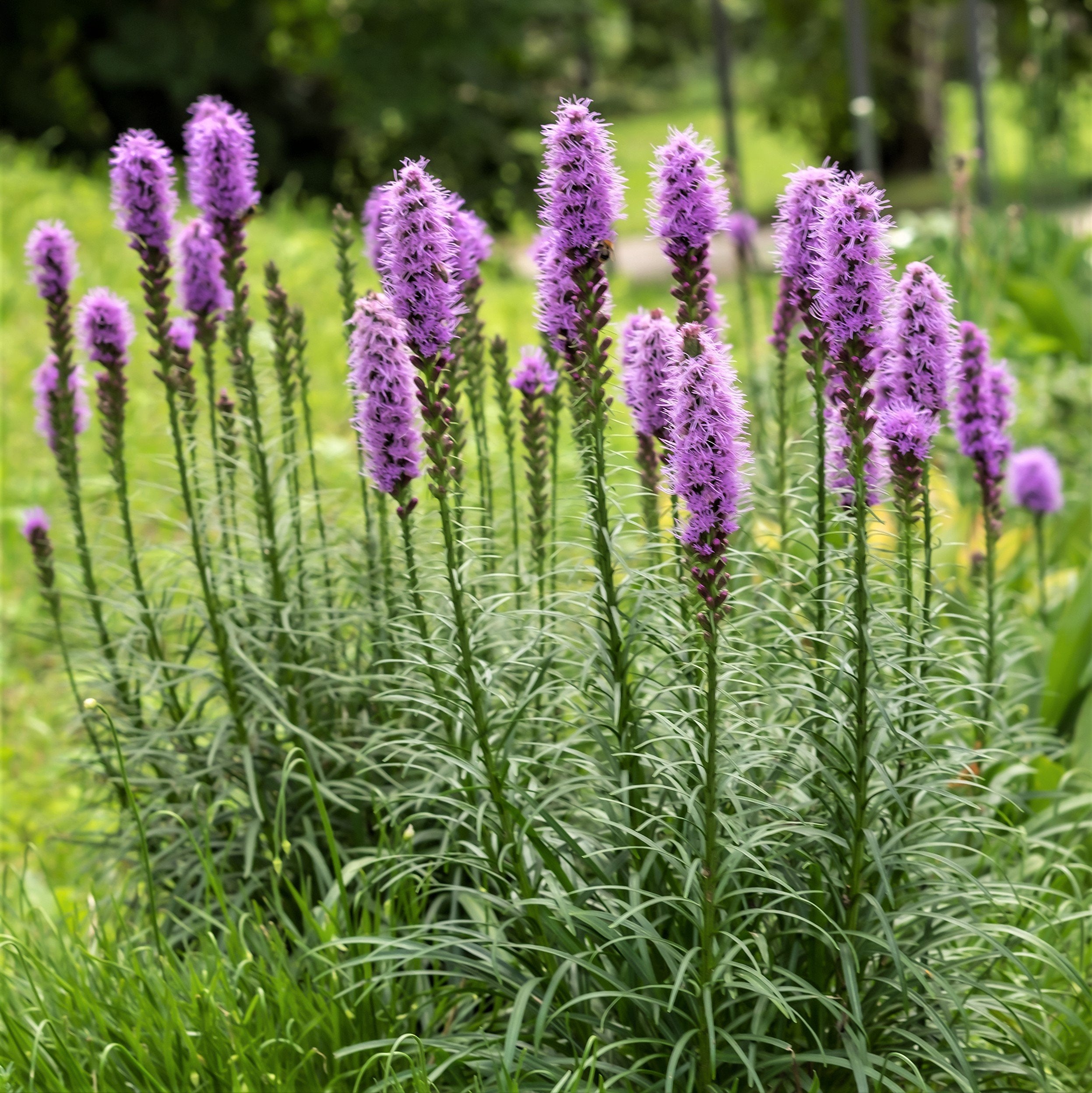 Native Plants – BloomBox