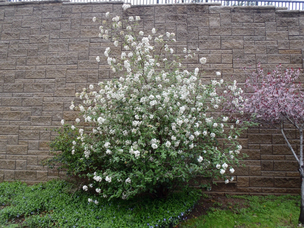 Korean Spice Viburnum – BloomBox