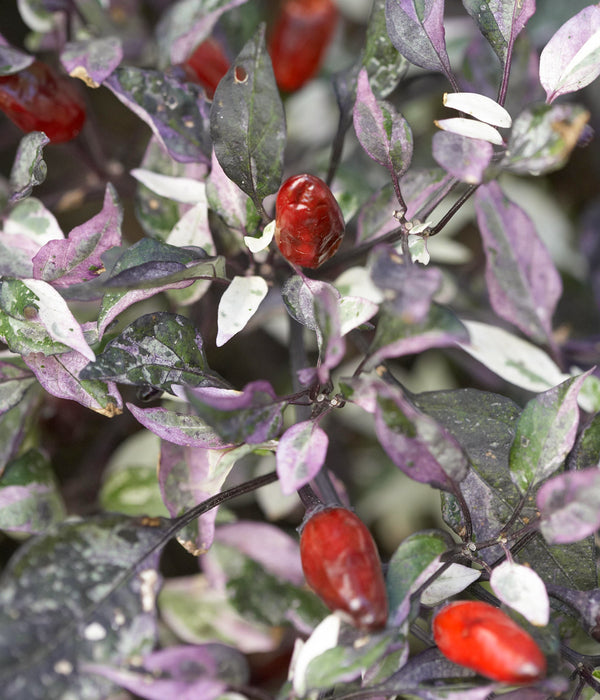 Annuals – BloomBox