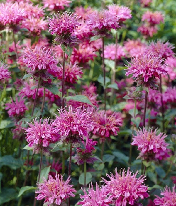 Native Plants – BloomBox